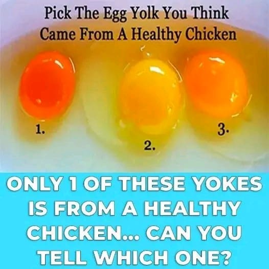 Decoding Egg Yolk Colors: Indicators of Chicken Health - CYSSERO